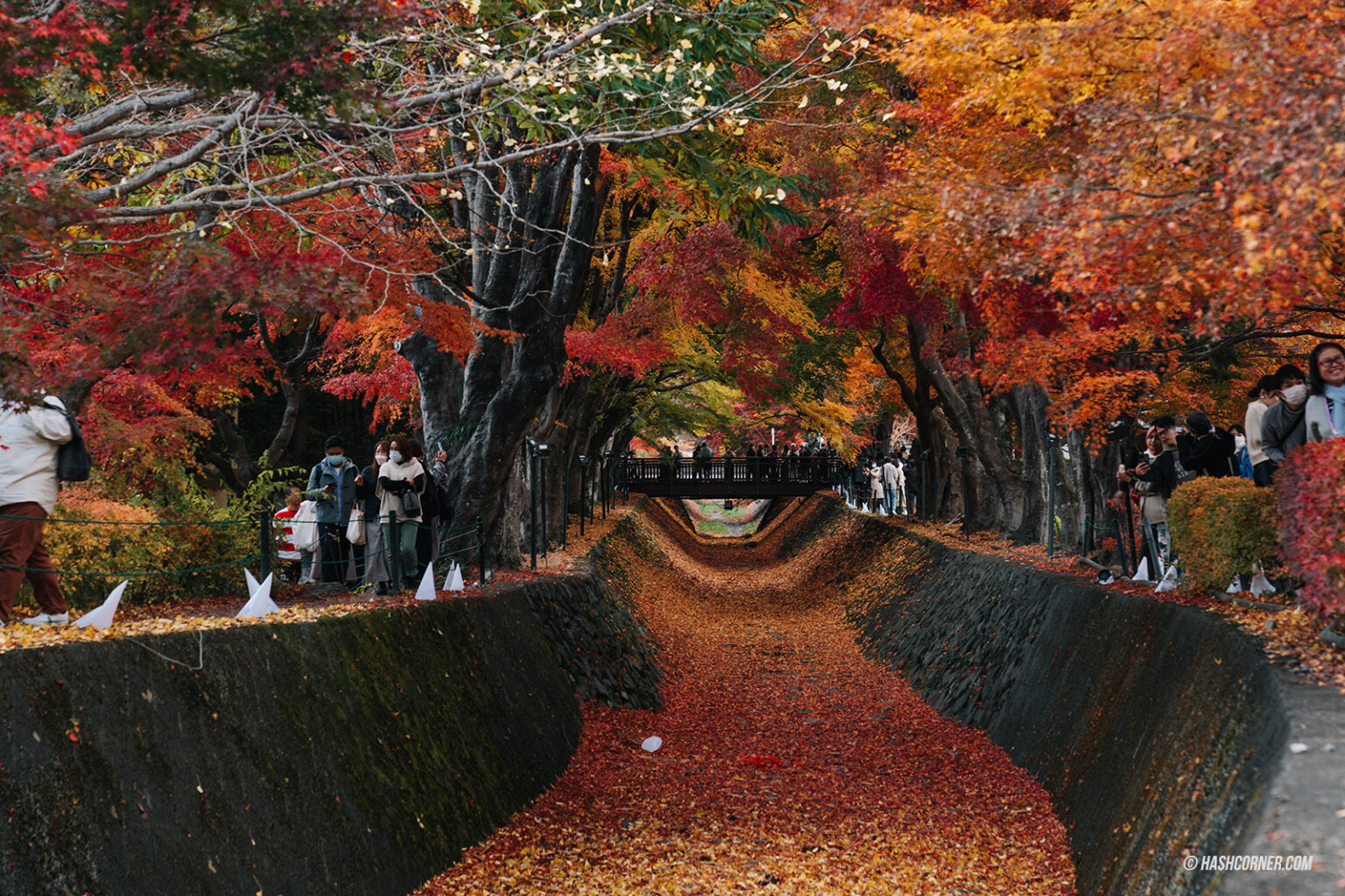 Kawaguchiko Travel Review: Chasing the Mount Fuji – HashCorner