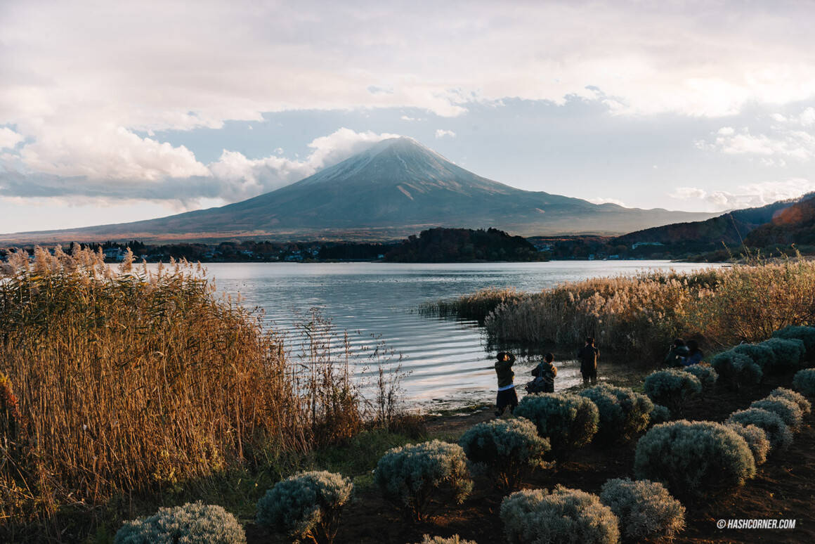 รีวิว สวนโออิชิ (Oishi Park) x คาวากุจิโกะ ทุ่งดอกไม้สุดคิ้วท์วิวฟูจิซัง – HashCorner