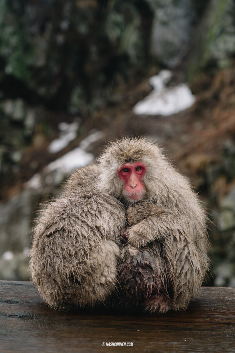 รีวิว สวนลิงจิโกคุดานิ (Snow Monkey Park) x นากาโน่ ดูลิงหิมะแช่ออนเซ็น ...