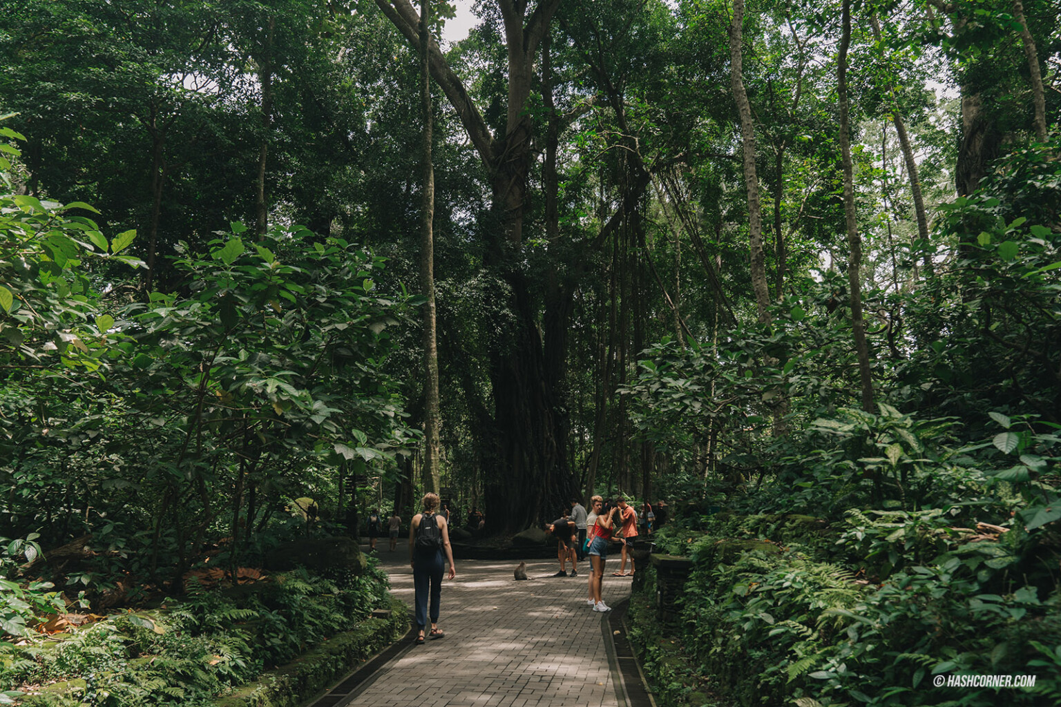 รีวิว อูบุด (Ubud) x บาหลี เที่ยวป่าลิง นาขั้นบันได และวัดศักดิ์สิทธิ์ – HashCorner
